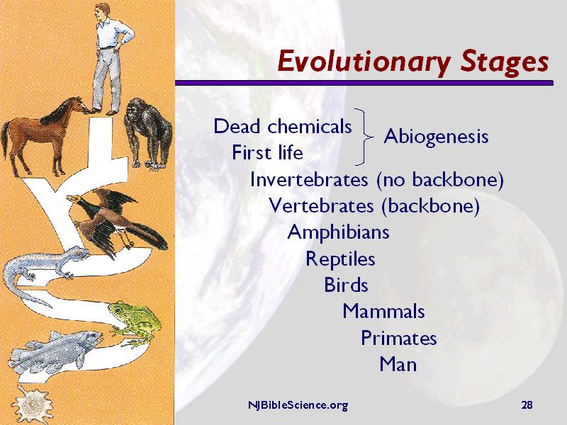 Evolutionary Stages