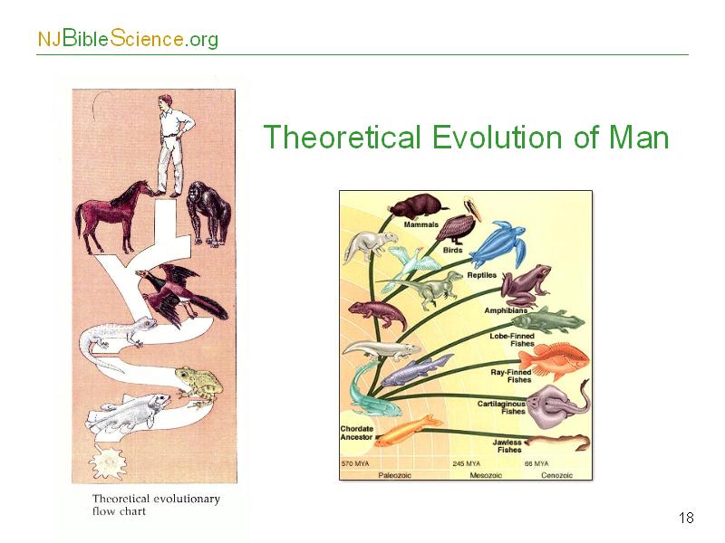 Theoretical Evolution of Man